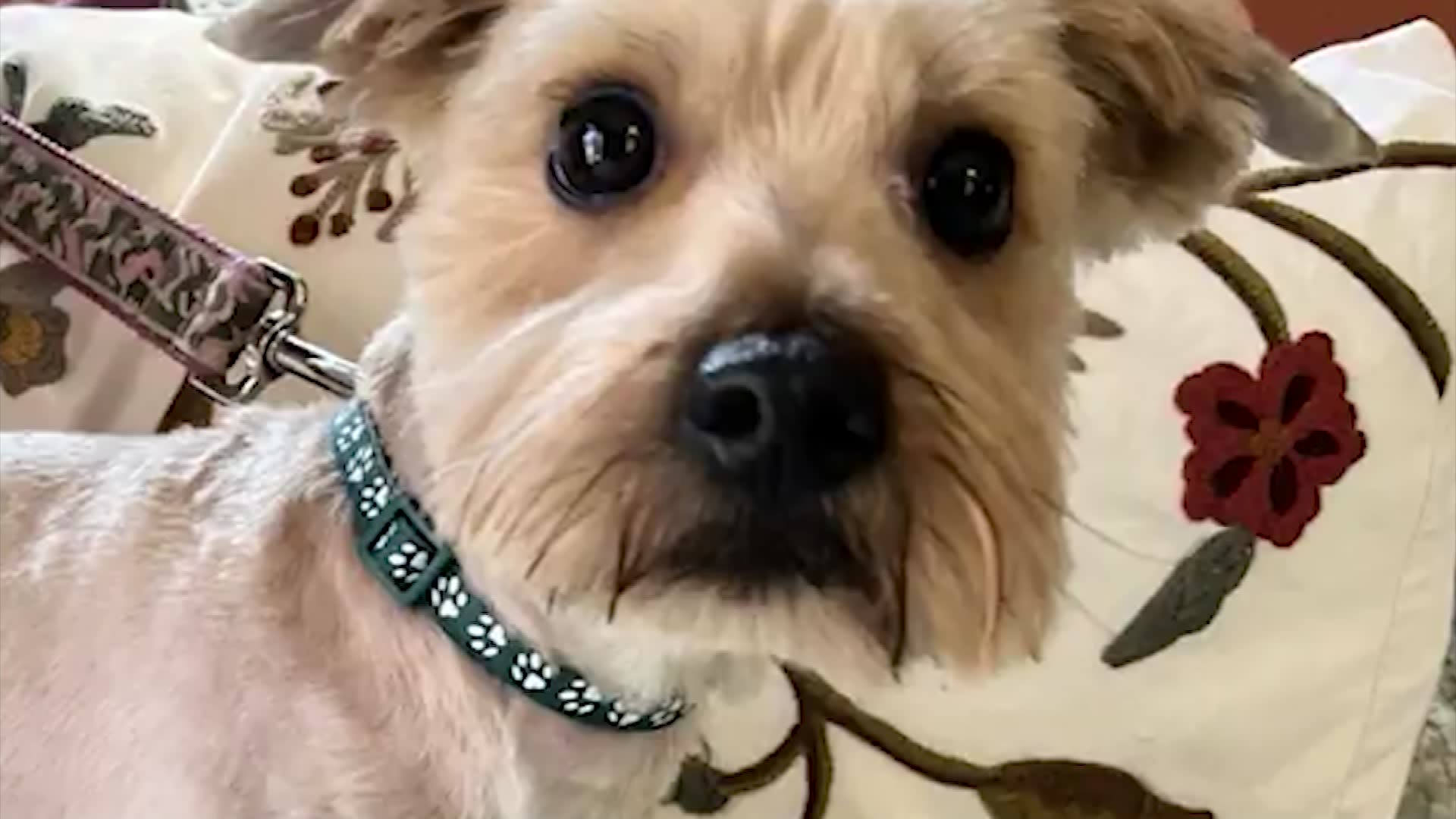 Dozens of dogs up to foster at North Fork Animal Welfare League