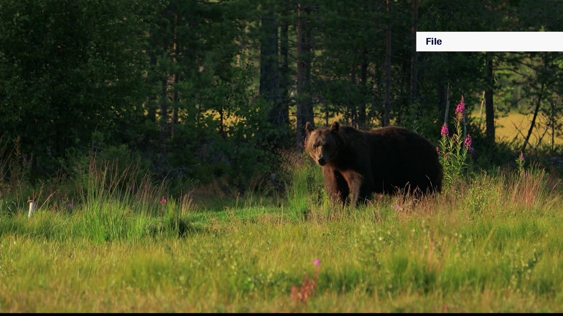 Hudson Valley officials warn residents to be wary of bears this spring