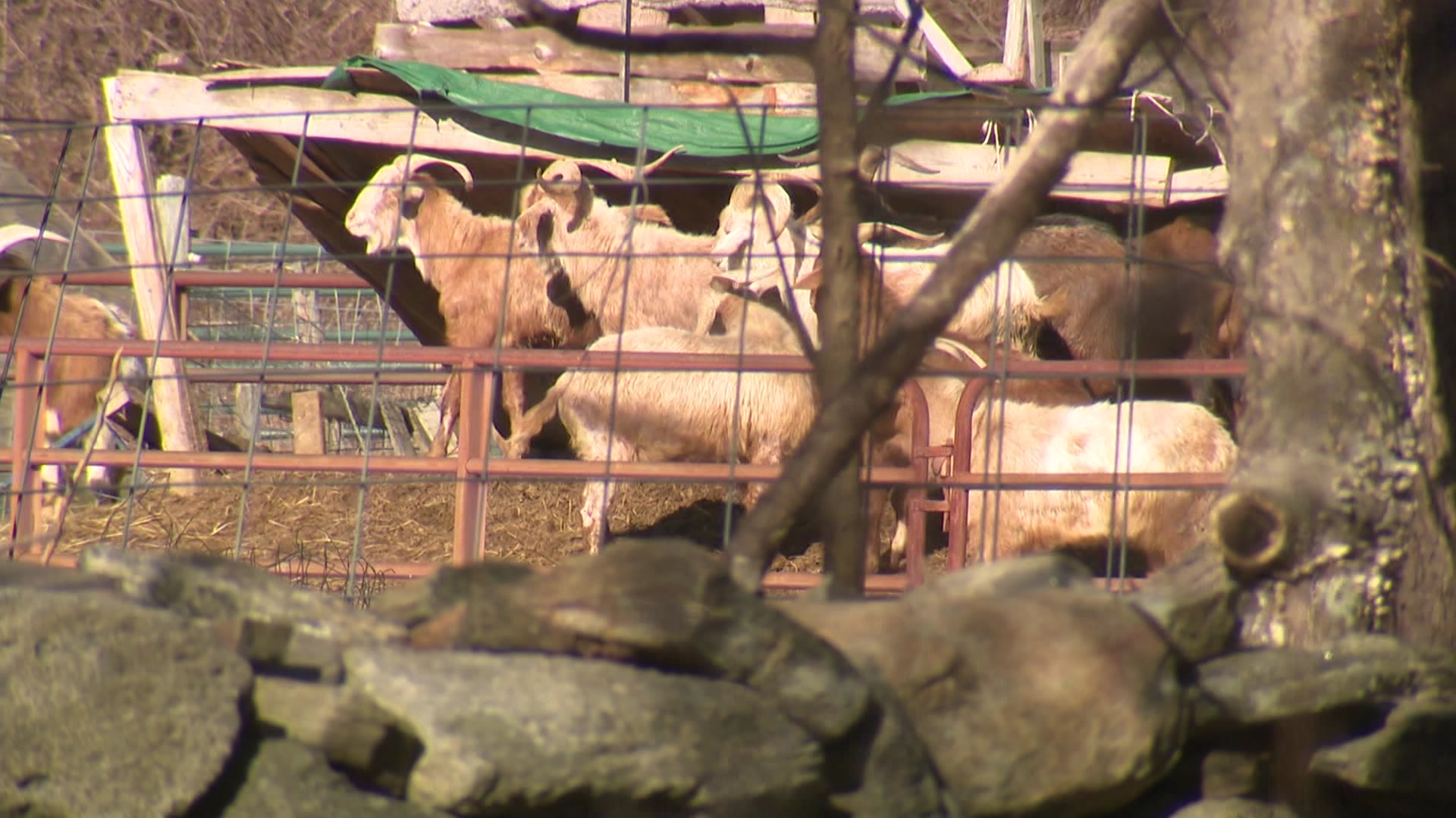 Redding woman facing 65 counts of animal cruelty may be able to own ...