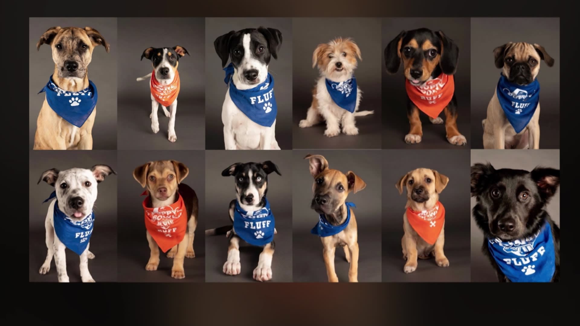 12 Connecticut dogs to make national debut as part of Puppy Bowl