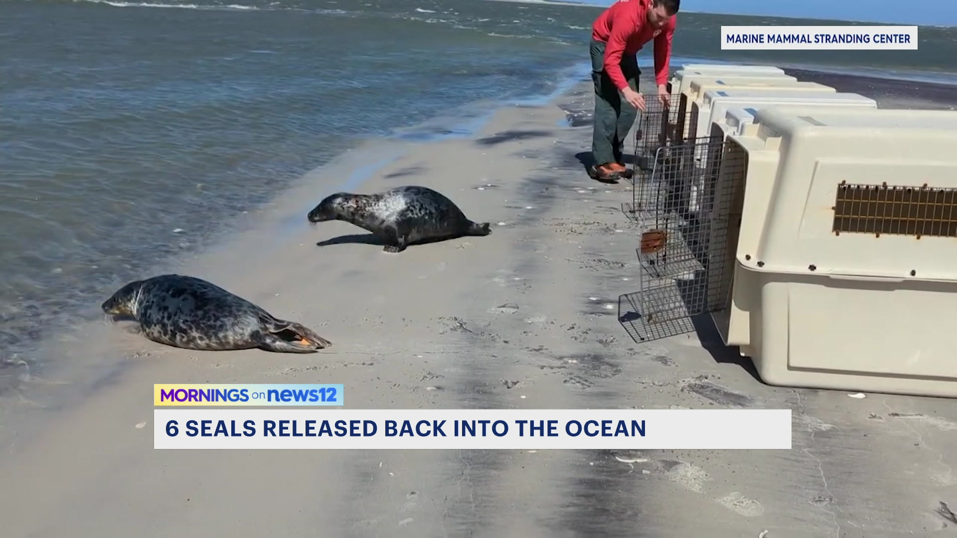 Marine Mammal Stranding Center releases rescued seals back into the ocean