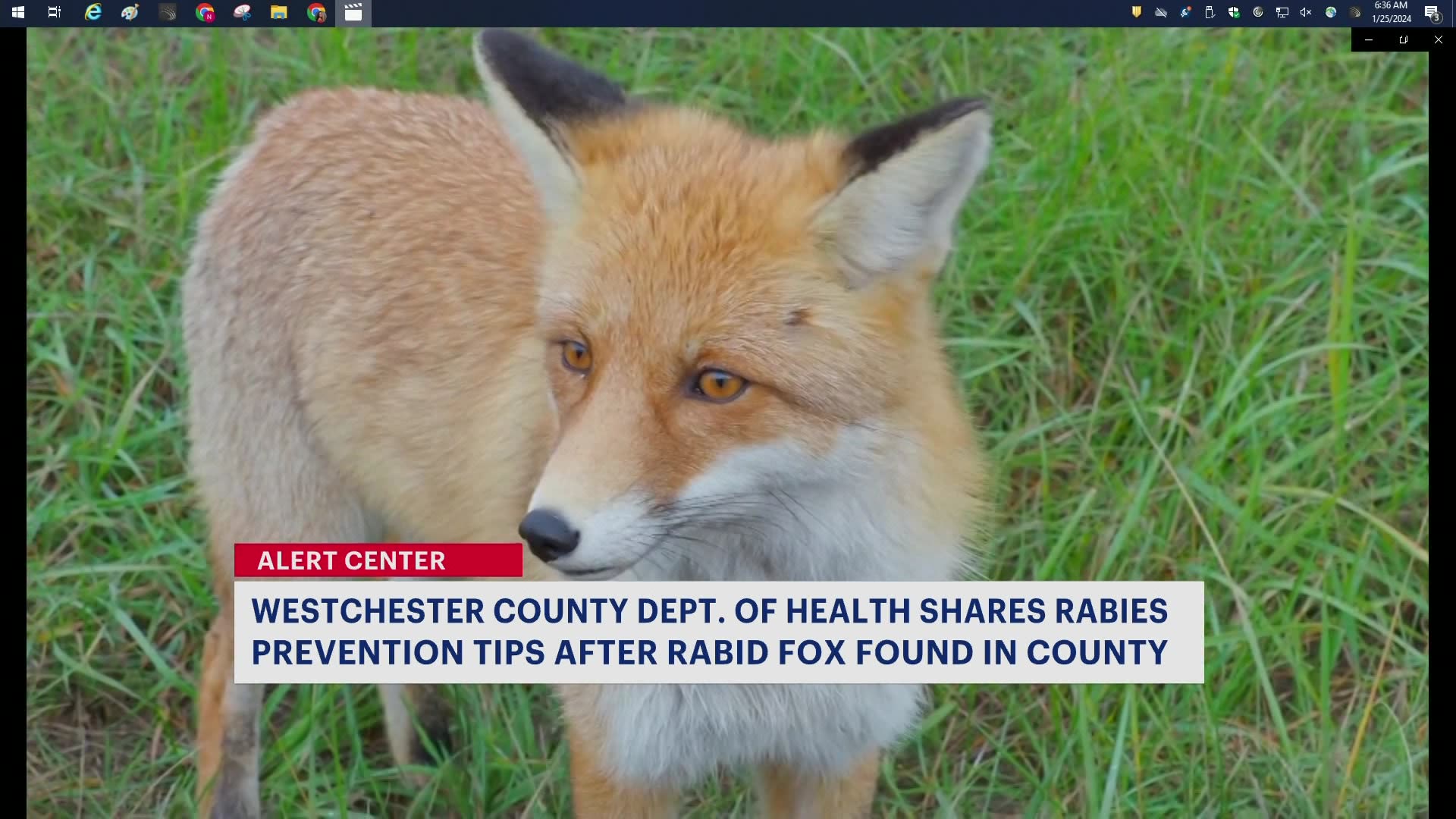 Health Department shares tips in response to rabid fox that bit 4 in ...