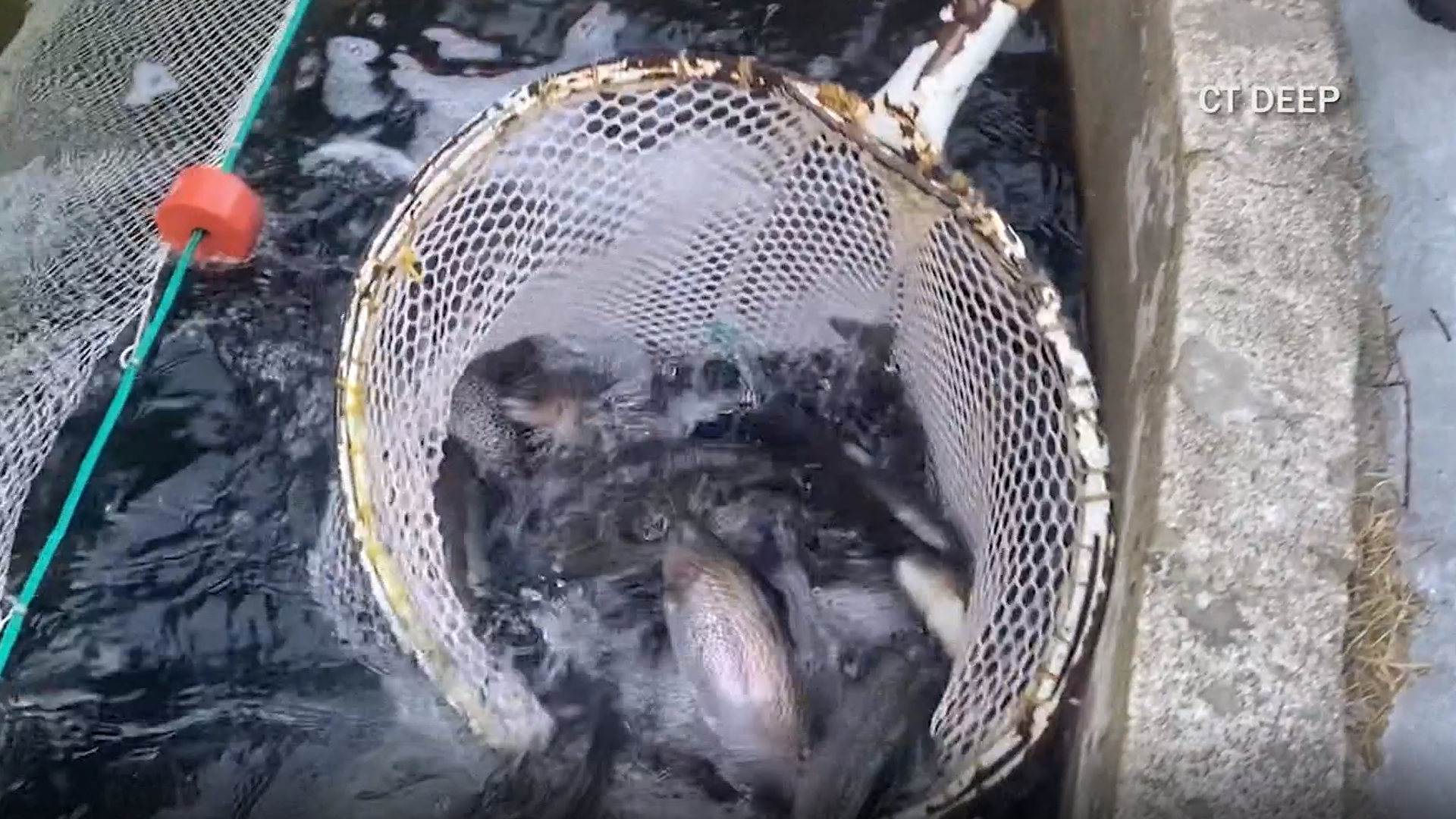 Burlington State Fish Hatchery begins stocking Connecticut waterways