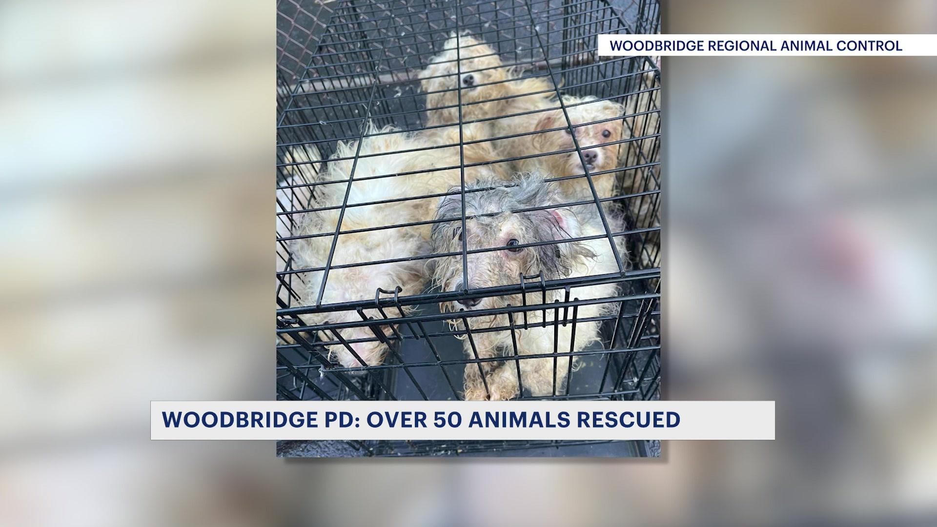 News 12 | New Jersey | Police Over 50 Pets Rescued From Woodbridge Home ...