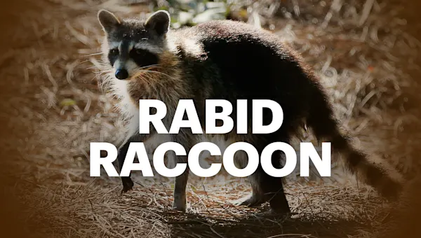 Health officials: Raccoon found in Amityville tests positive for rabies Health officials: Raccoon found in Amityville tests positive for rabies