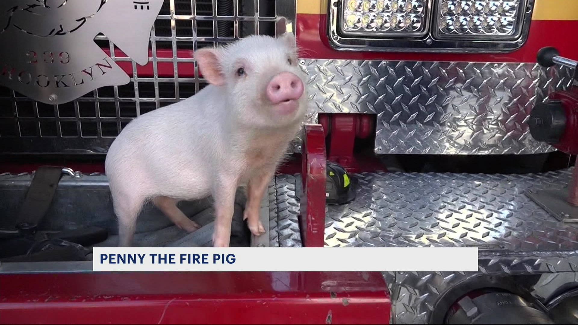 Meet Penny the fire pig: Brooklyn firehouse recruits piglet to serve