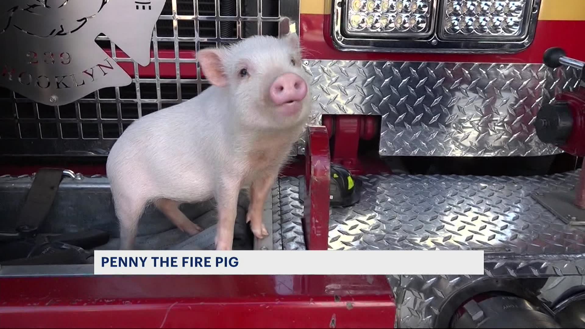 Meet Penny the fire pig: Brooklyn firehouse recruits piglet to serve