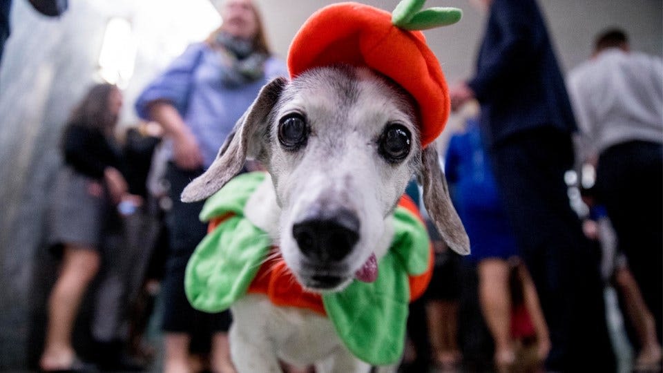 Cutest Pets Contest voting ends