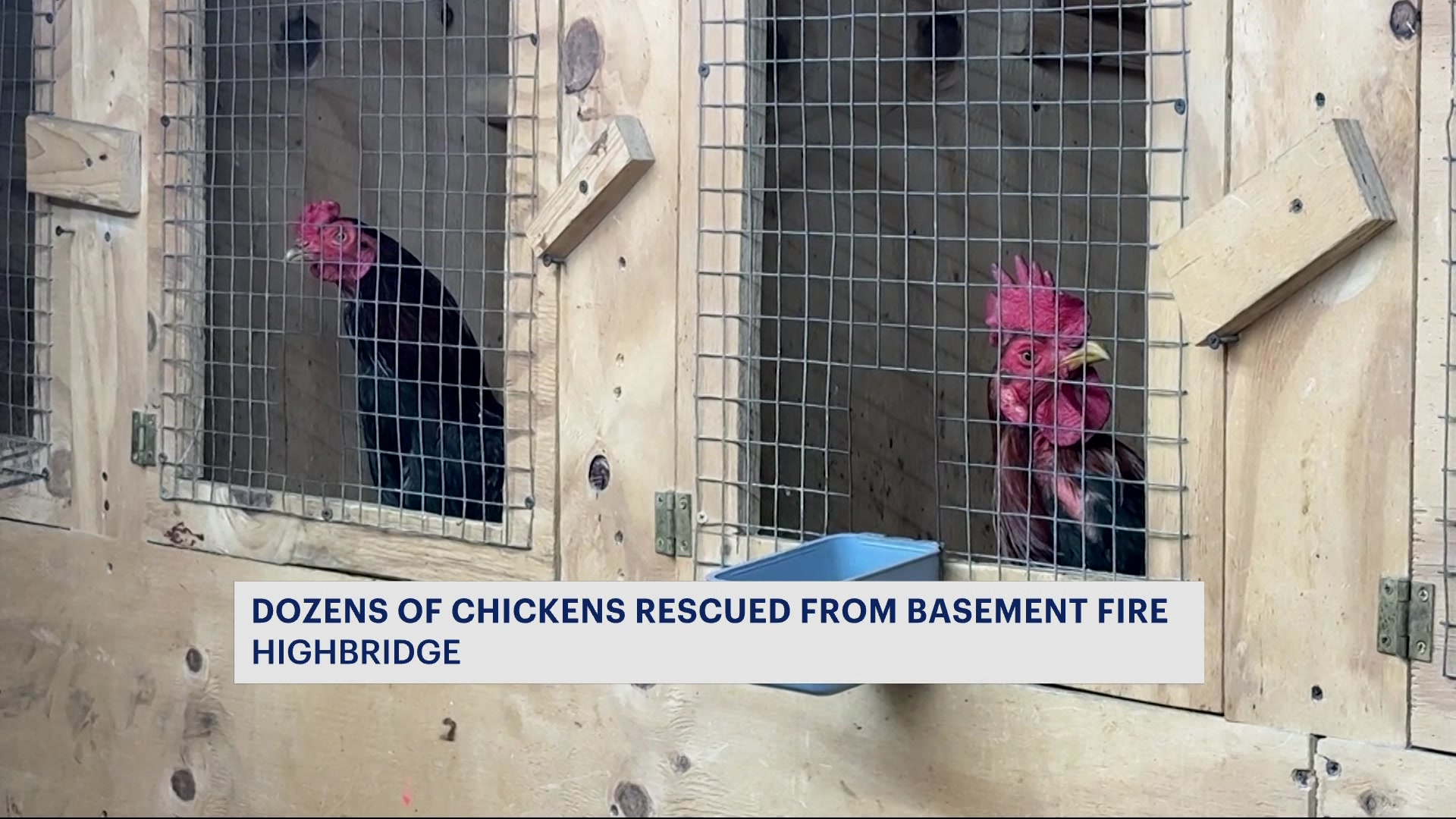 FDNY: Firefighters rescue chickens from burning Highbridge building