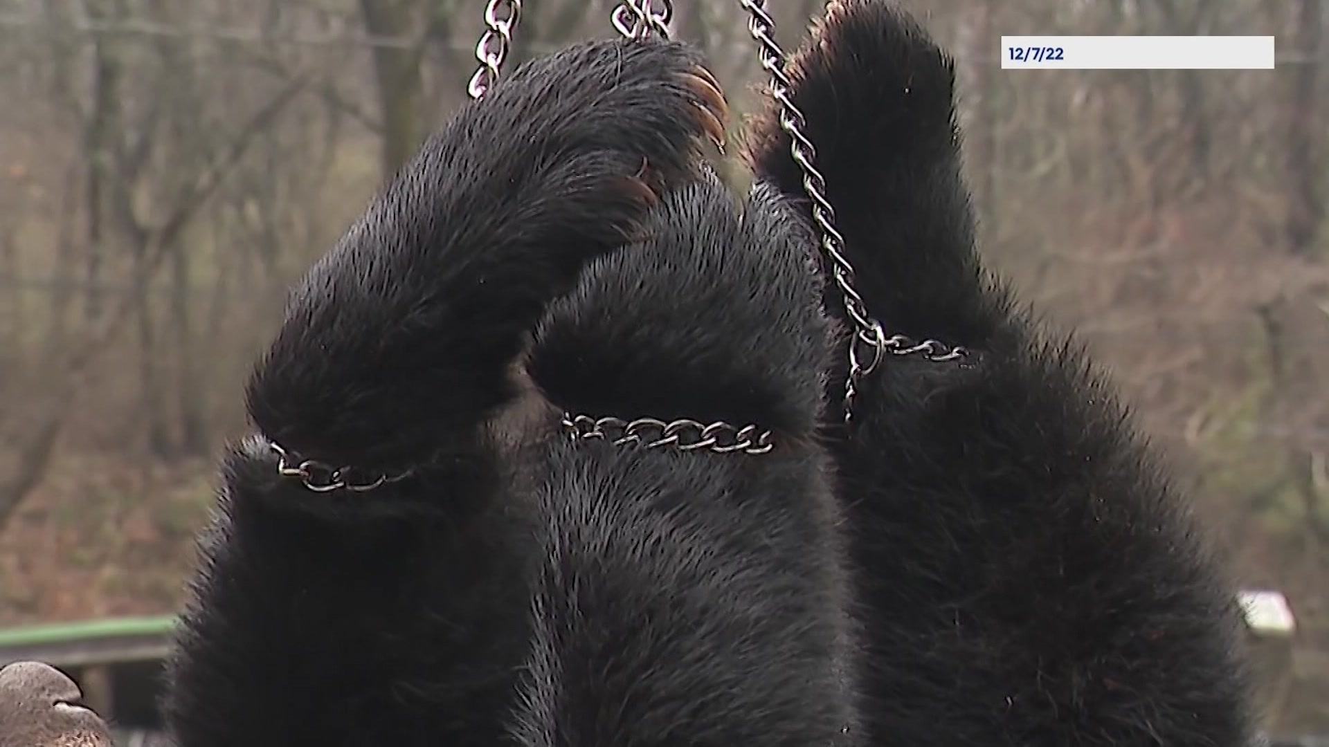 Second leg of New Jersey black bear hunt to begin Wednesday
