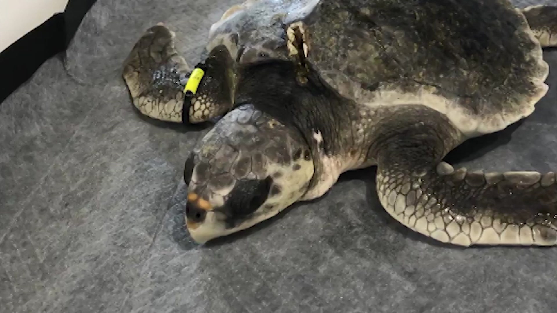 News 12 | Bronx | Local Conservation Groups Treat 30 Cold Stunned Sea ...