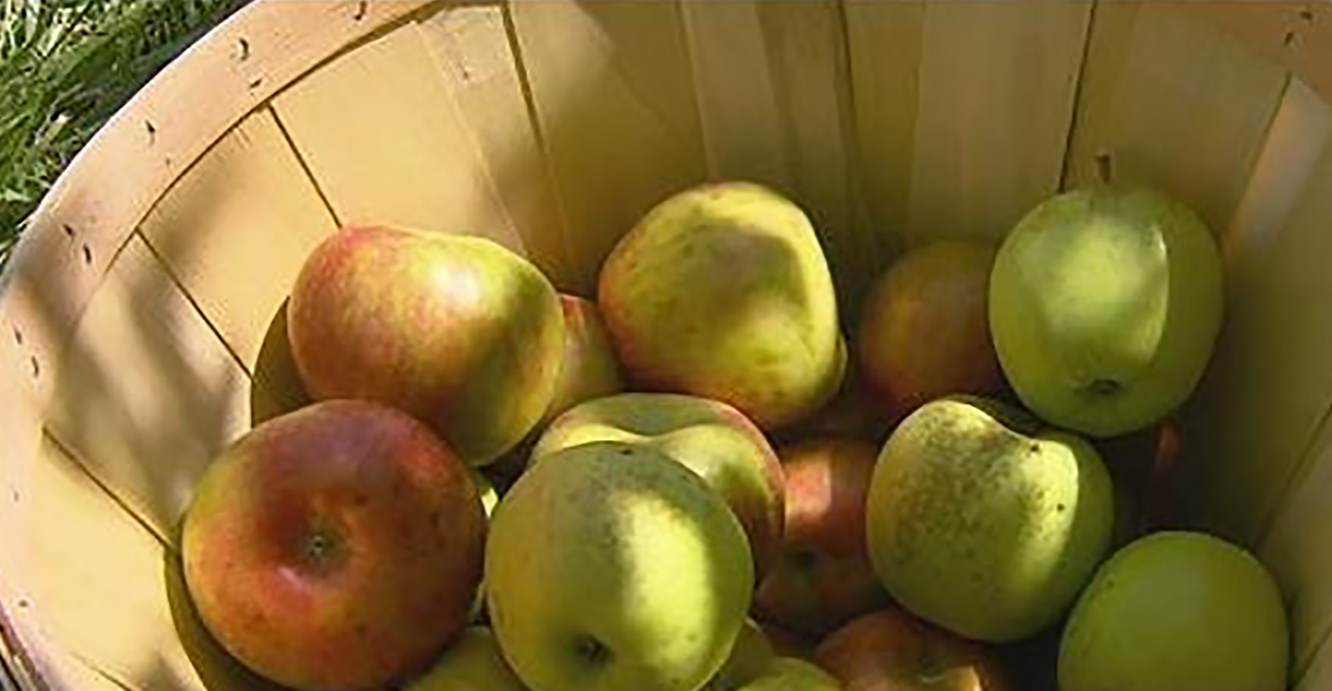 Guide: Where to go apple picking on Long Island