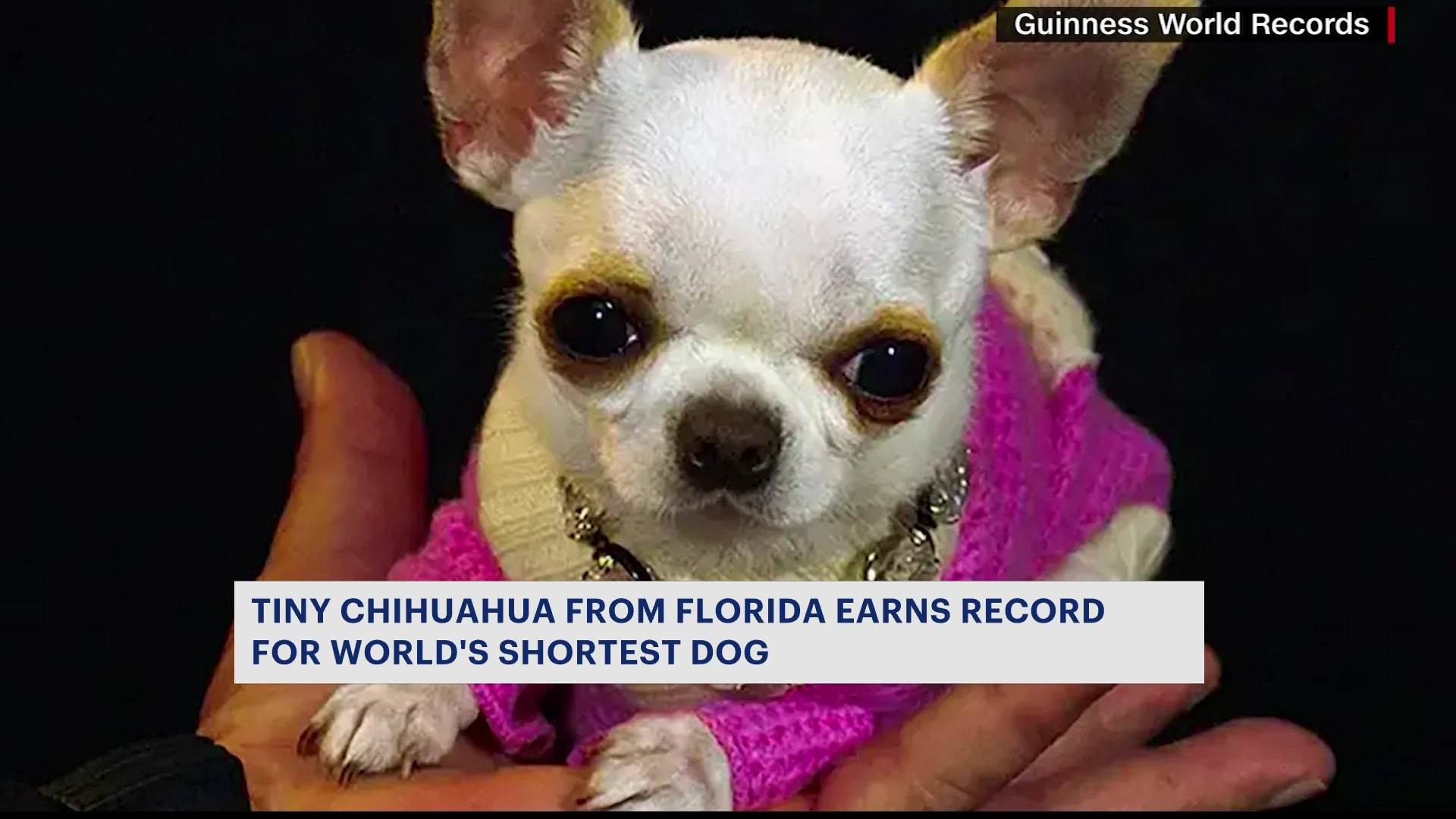 2-year-old Chihuahua official title holder of world's shortest dog