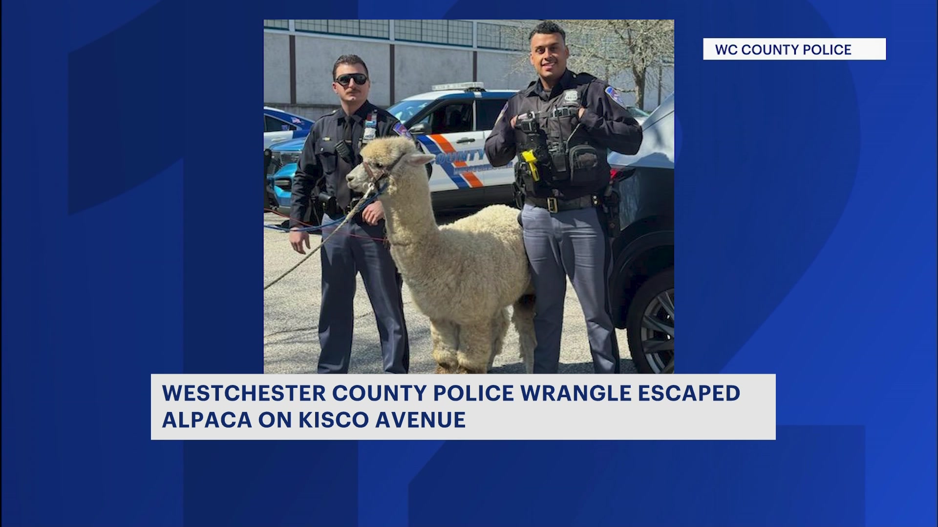Westchester police wrangle escaped alpaca in Mount Kisco