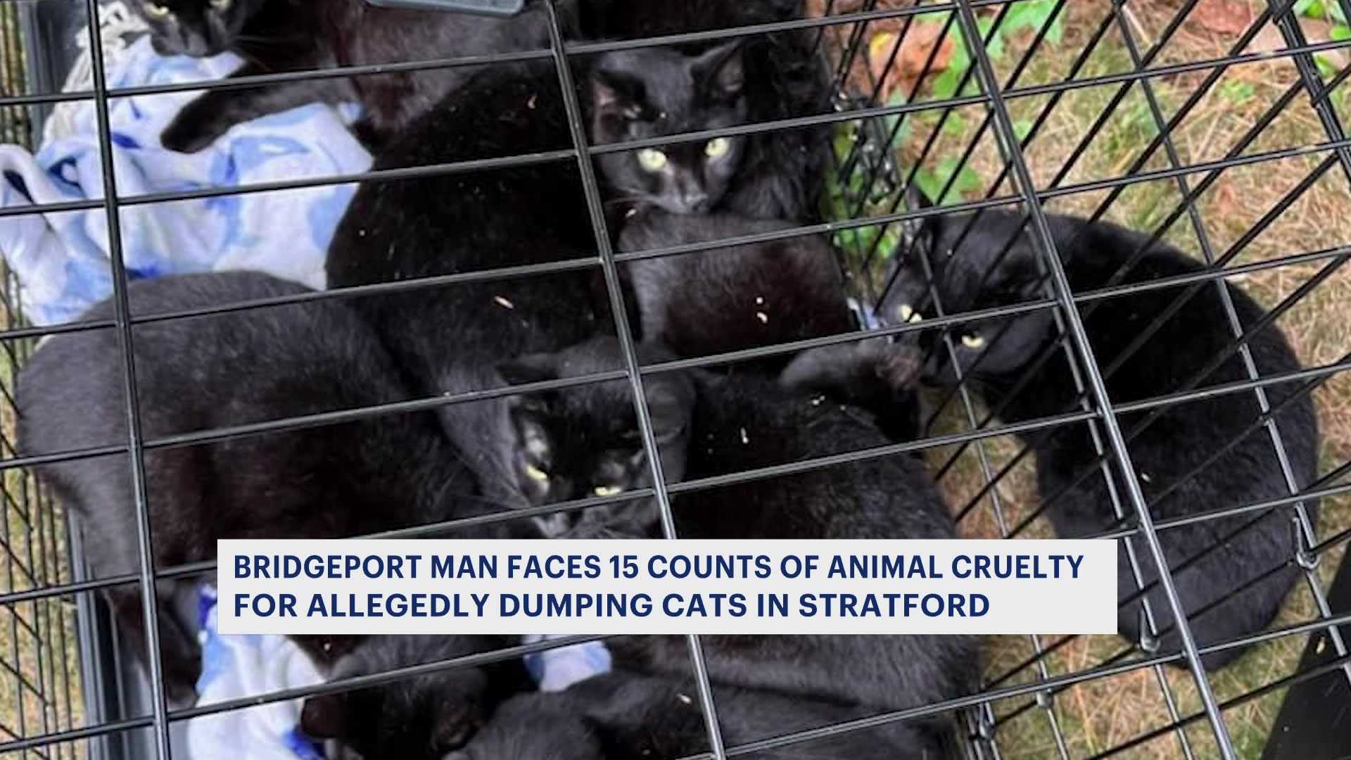 Bridgeport man faces 15 counts of animal cruelty for alleged cat-dumping