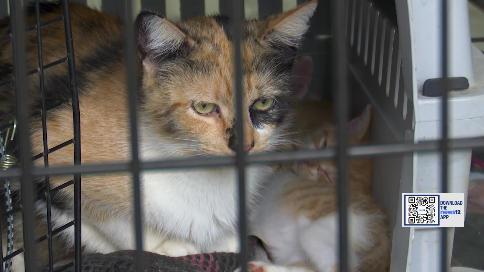 Rockland Green Animal Shelter aims to reduce amount of feral cats in ...