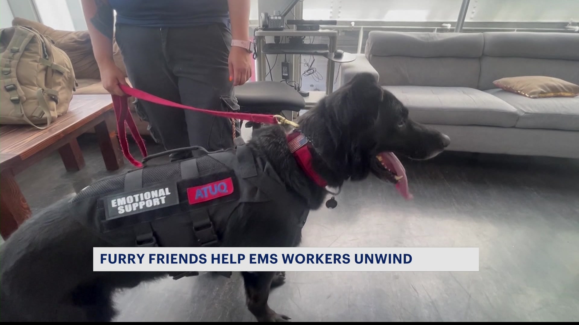 Therapy dogs join EMS Peer Support Unit in New York City