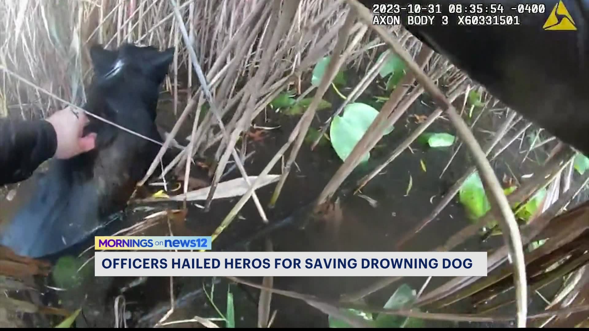 VIDEO: NYPD officers save blind dog drowning in freezing water in Queens