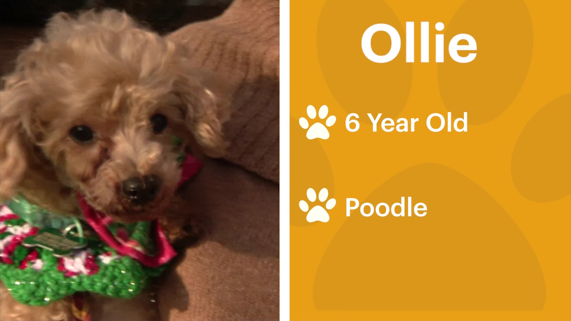 Paws & Pals: Dogs up for adoption now at Yorkie 911 rescue
