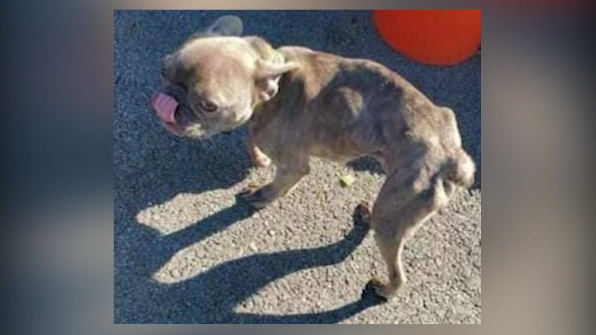 News 12 | Westchester | Spca President Could Face Jail Time For Taking ...