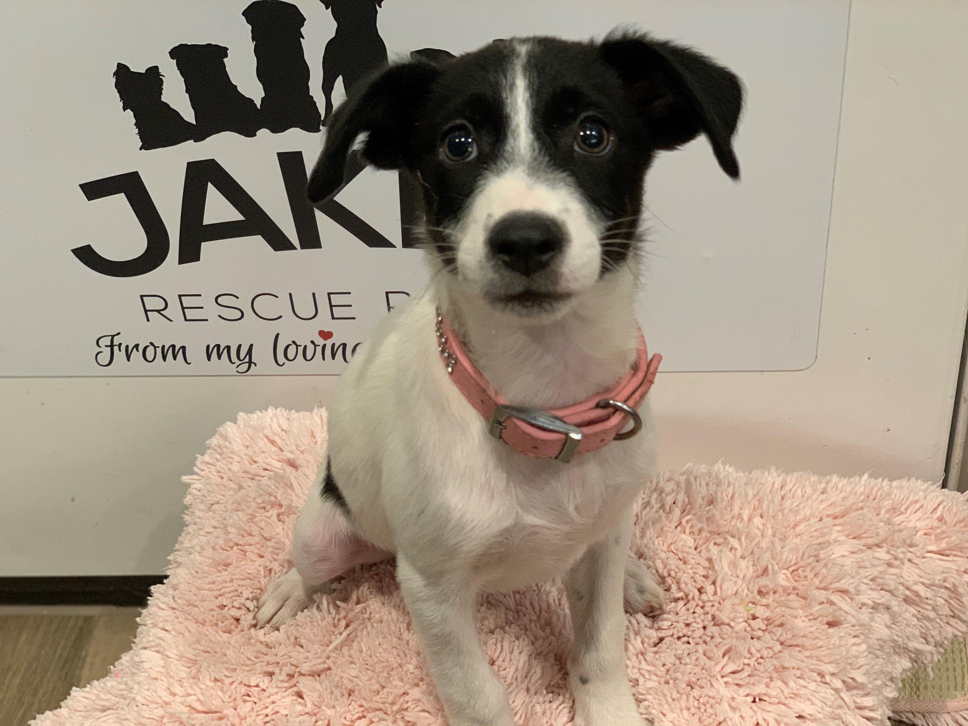News 12 | Long Island | Paws And Pals Dogs Up For Adoption At Jakes ...