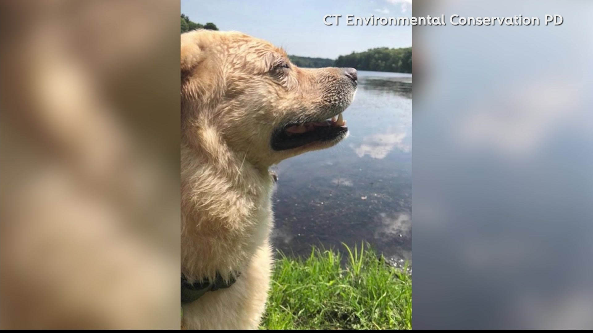 News 12 | Connecticut | Ct Environmental Conservation Police Mourn K 9 ...