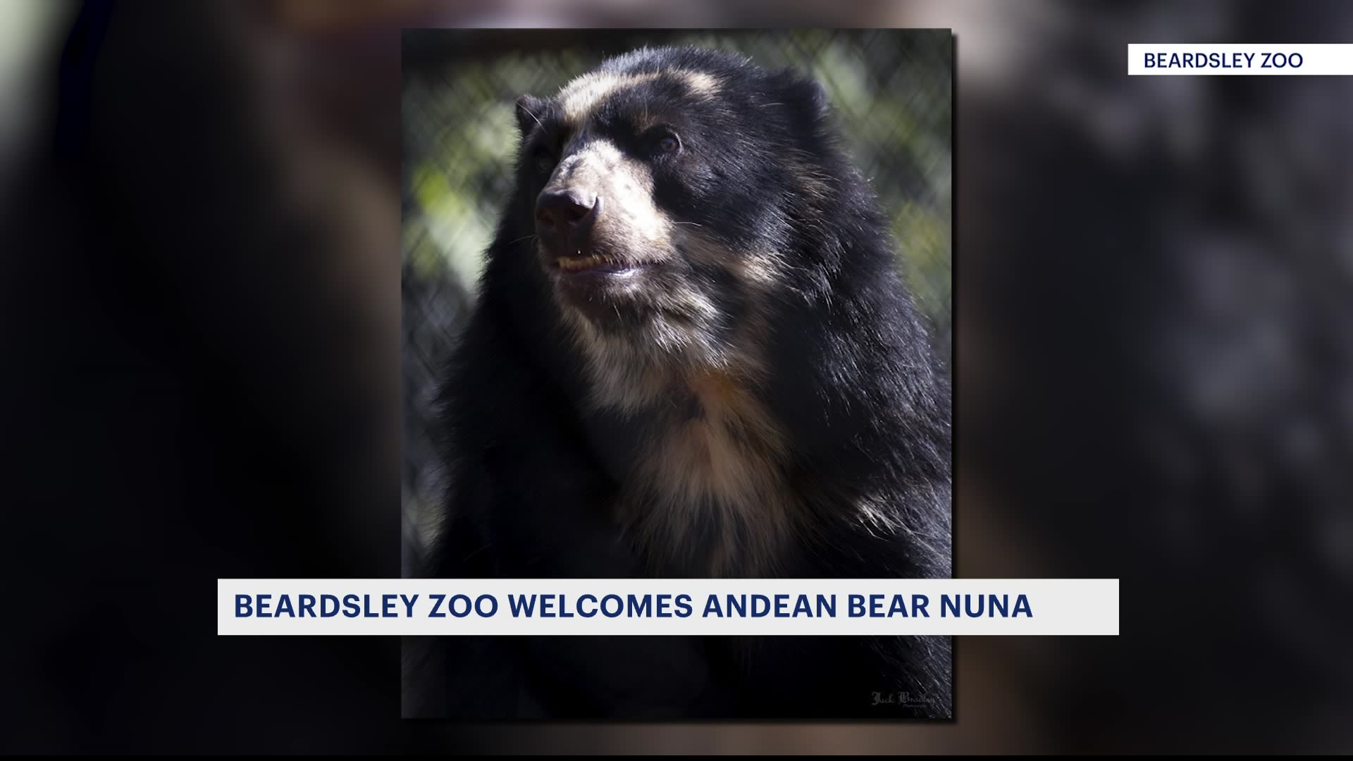 Meet Nuna – Beardsley Zoo’s newest Andean bear