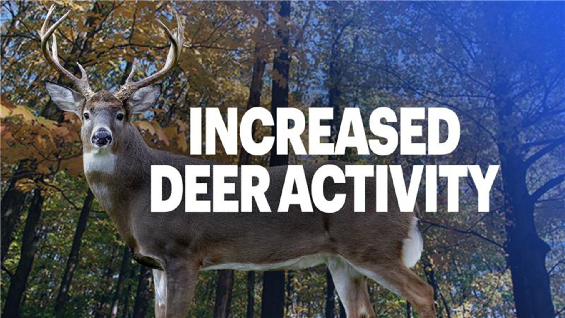 North Castle Police Issue Deer Warning For Motorists