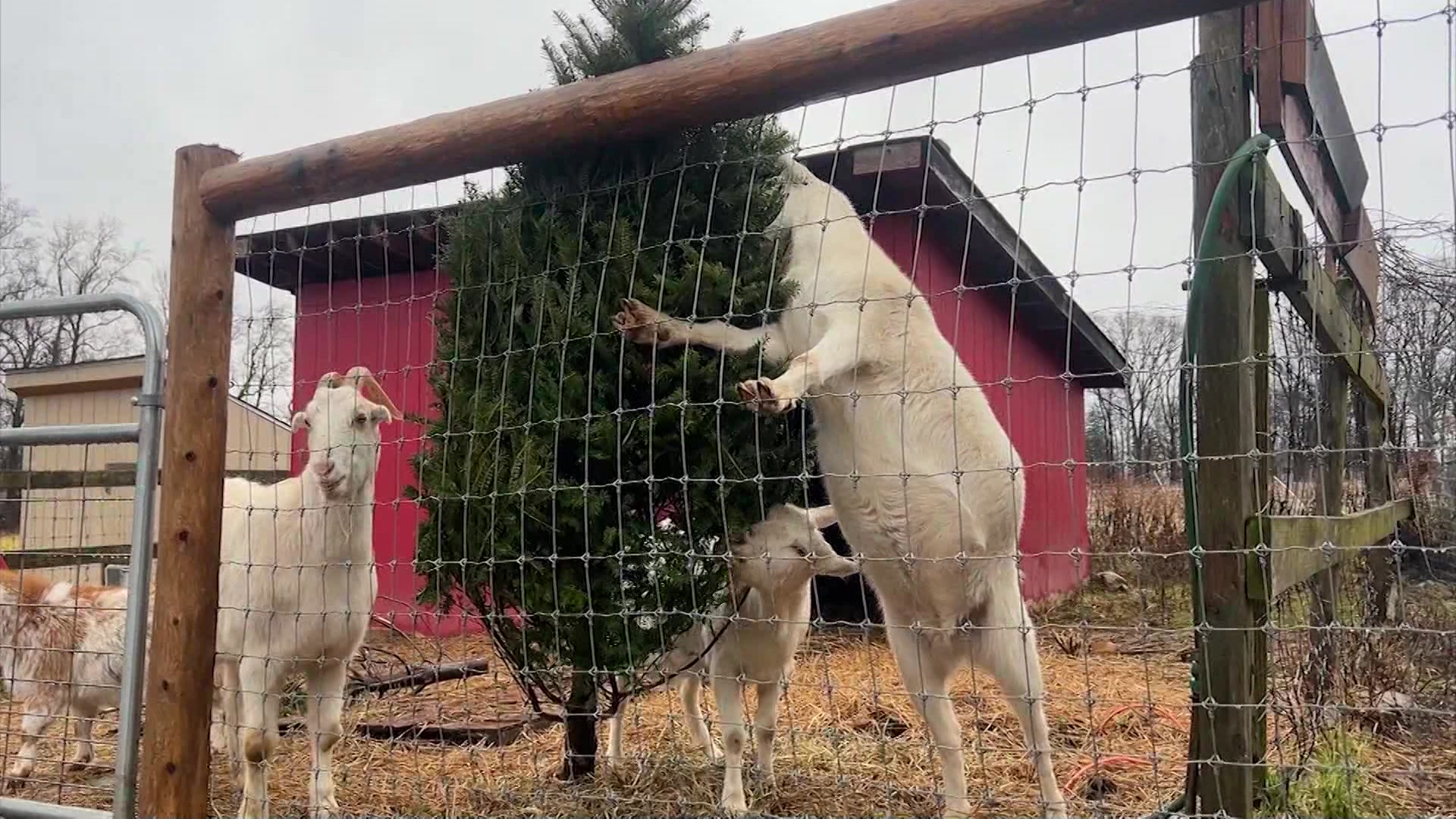 News 12 | New Jersey | Old Christmas Trees On The Menu For Goats At New ...