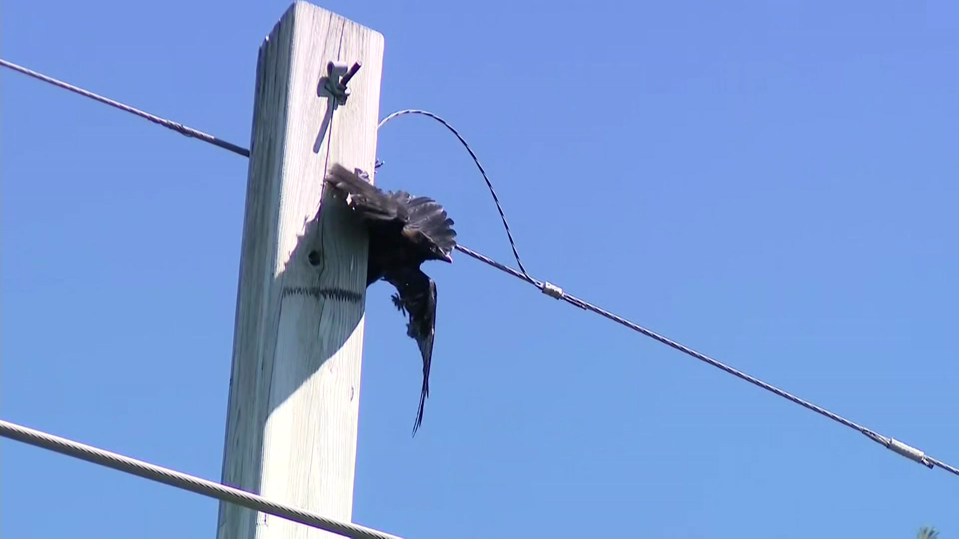Animal rescue: Raven rescued from Shirley power line euthanized due to ...