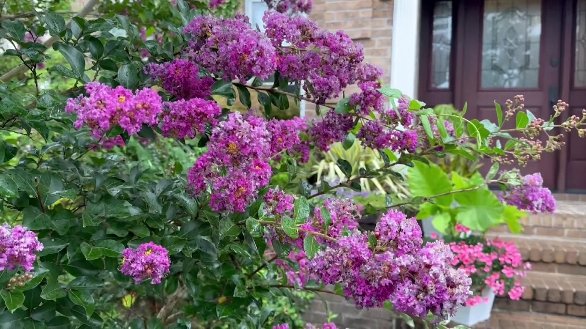 Garden Guide: 5 common garden problems (and how to solve them) Garden Guide: 5 common garden problems (and how to solve them)