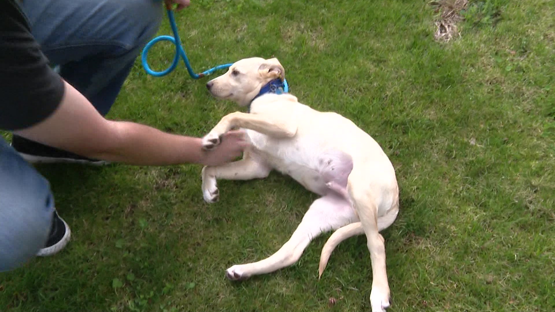 Paws & Pals: Dogs up for adoption at Almost Home Animal Rescue