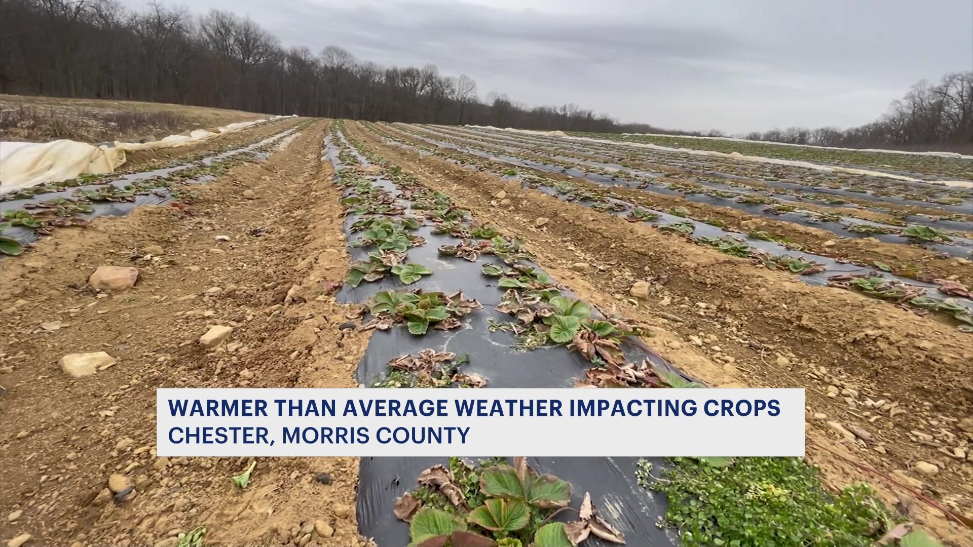 Warmer February weather impacting how New Jersey farms protect their crops