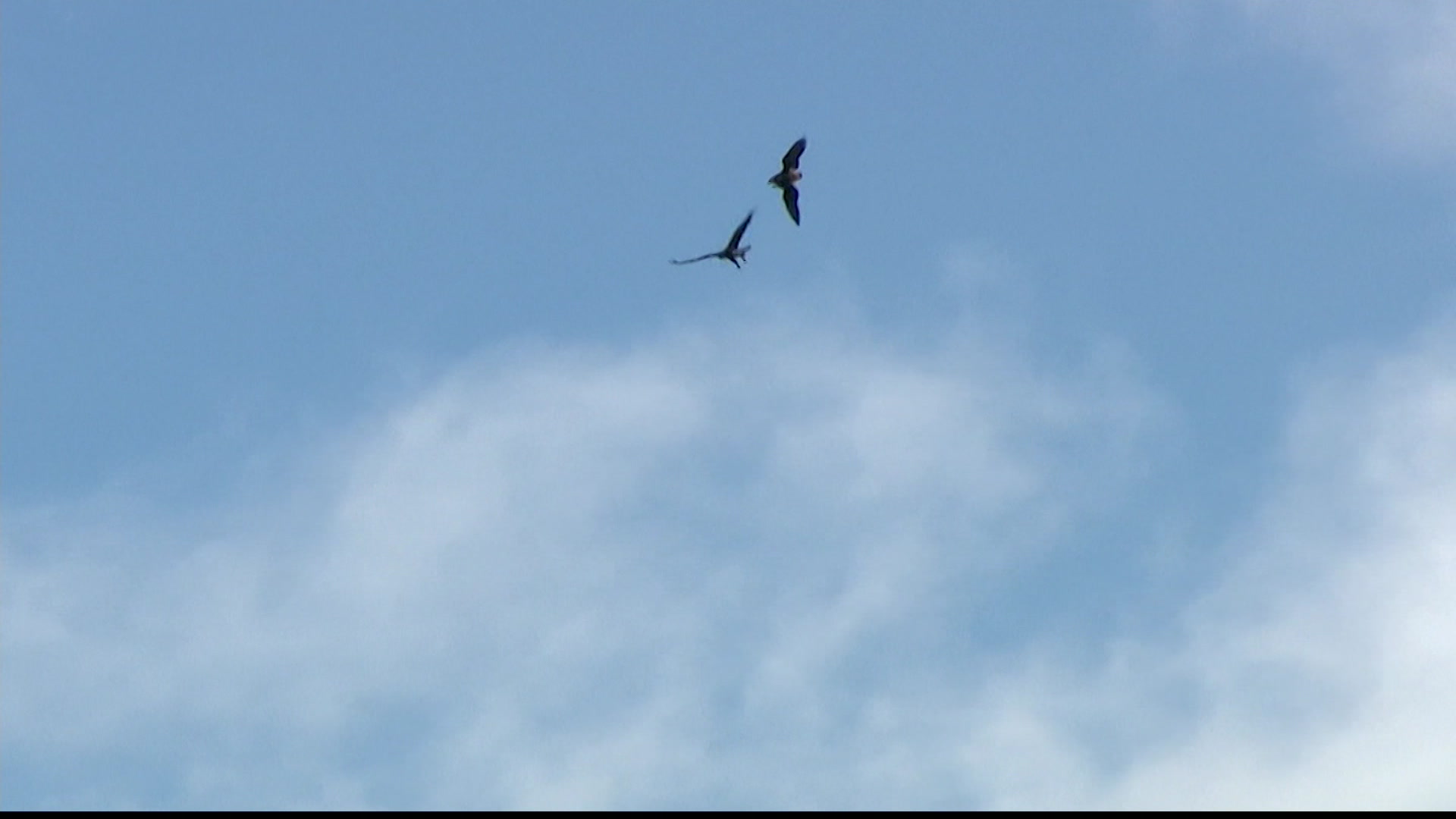 News 12 | Westchester | Eagles soar over the Shepaug Dam in Southbury