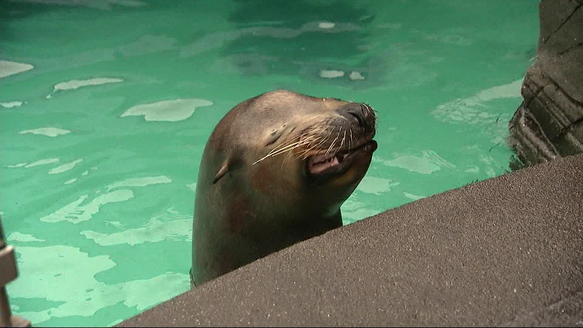 Check out what's under the sea at the Long Island Aquarium in Riverhead
