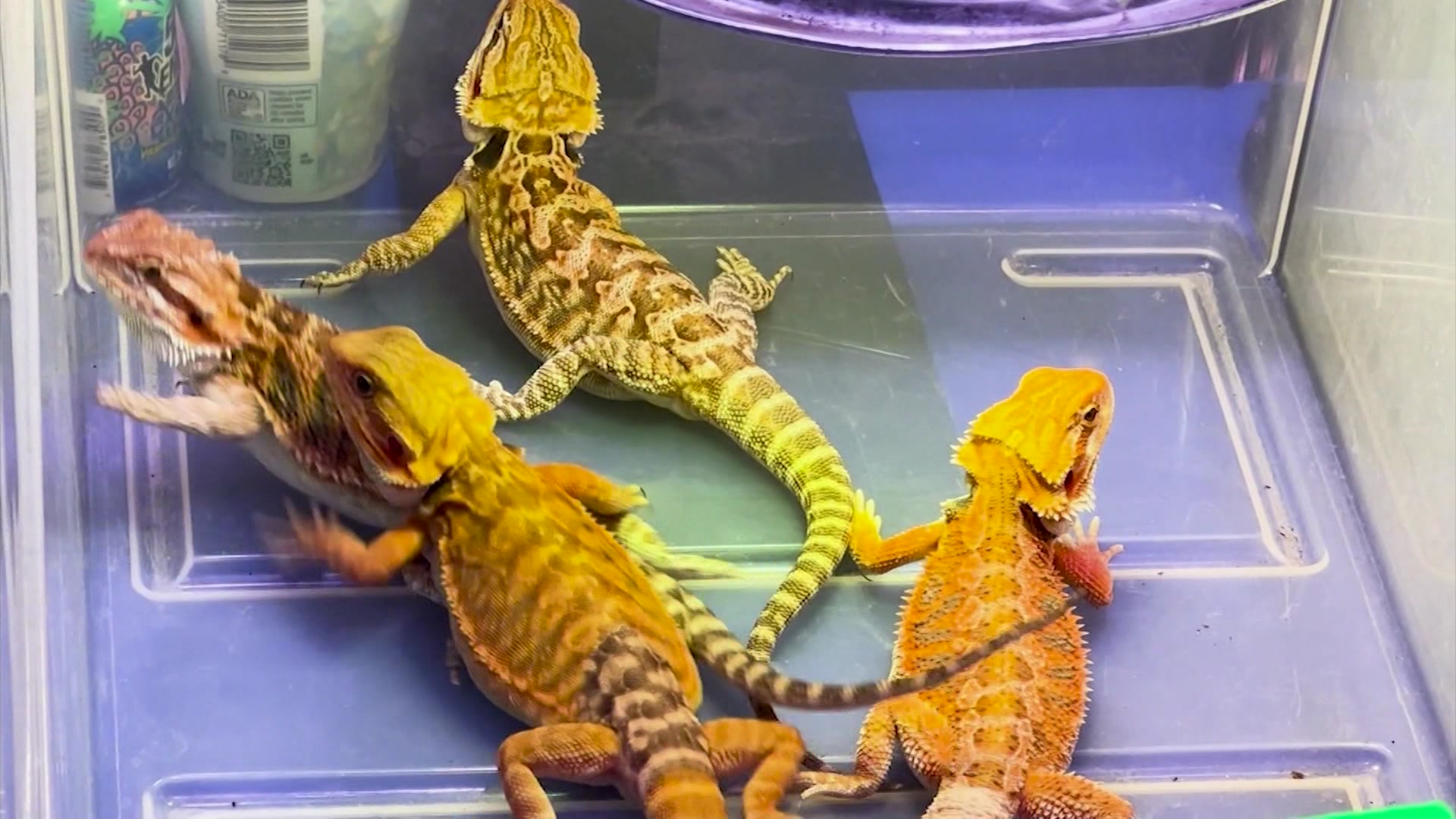 Slithering success: NY Metro Reptile Expo draws crowds to Westchester ...