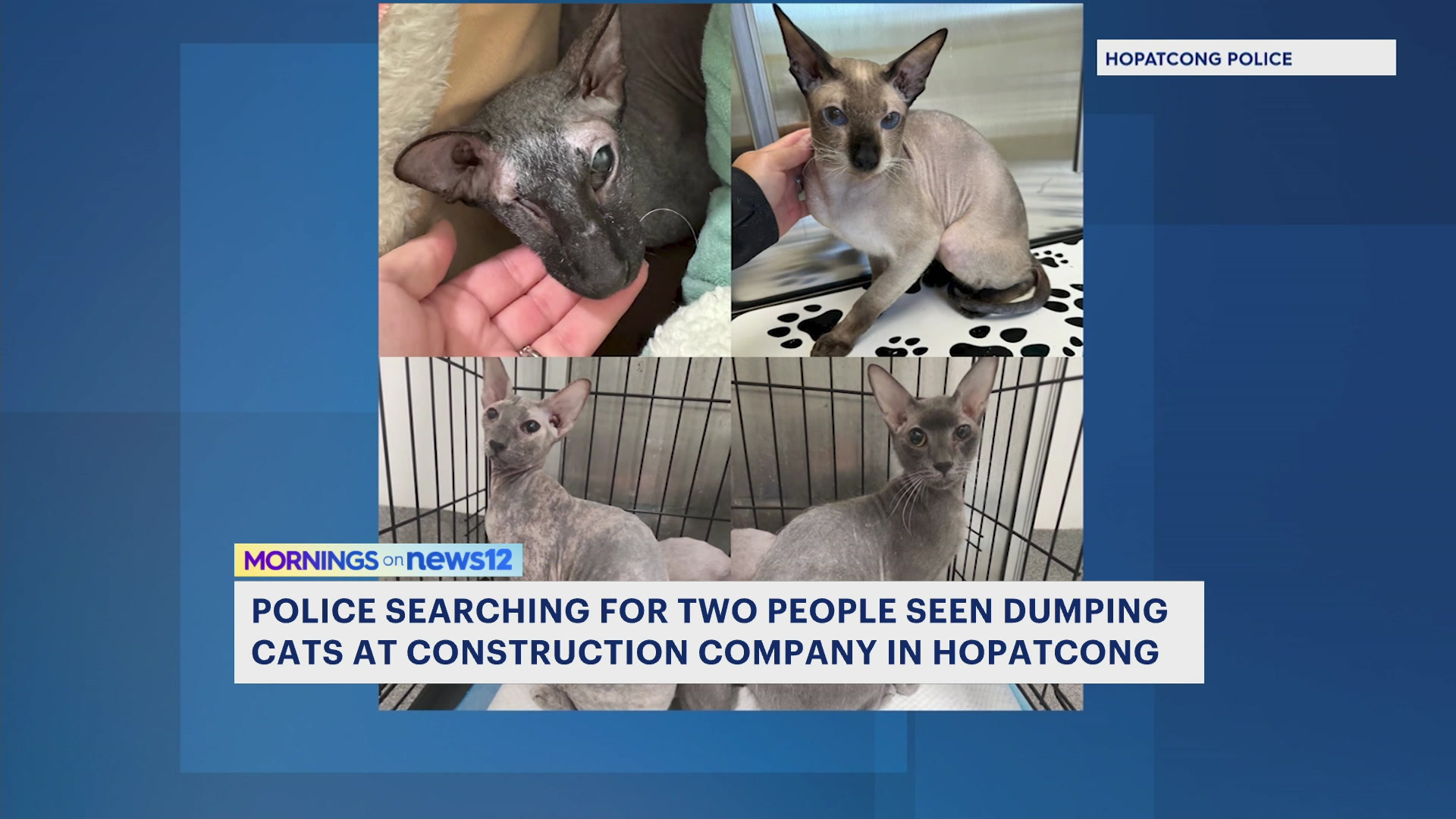 News 12 | Connecticut | Police Seek 2 Men Who Abandoned 4 Hairless Cats ...