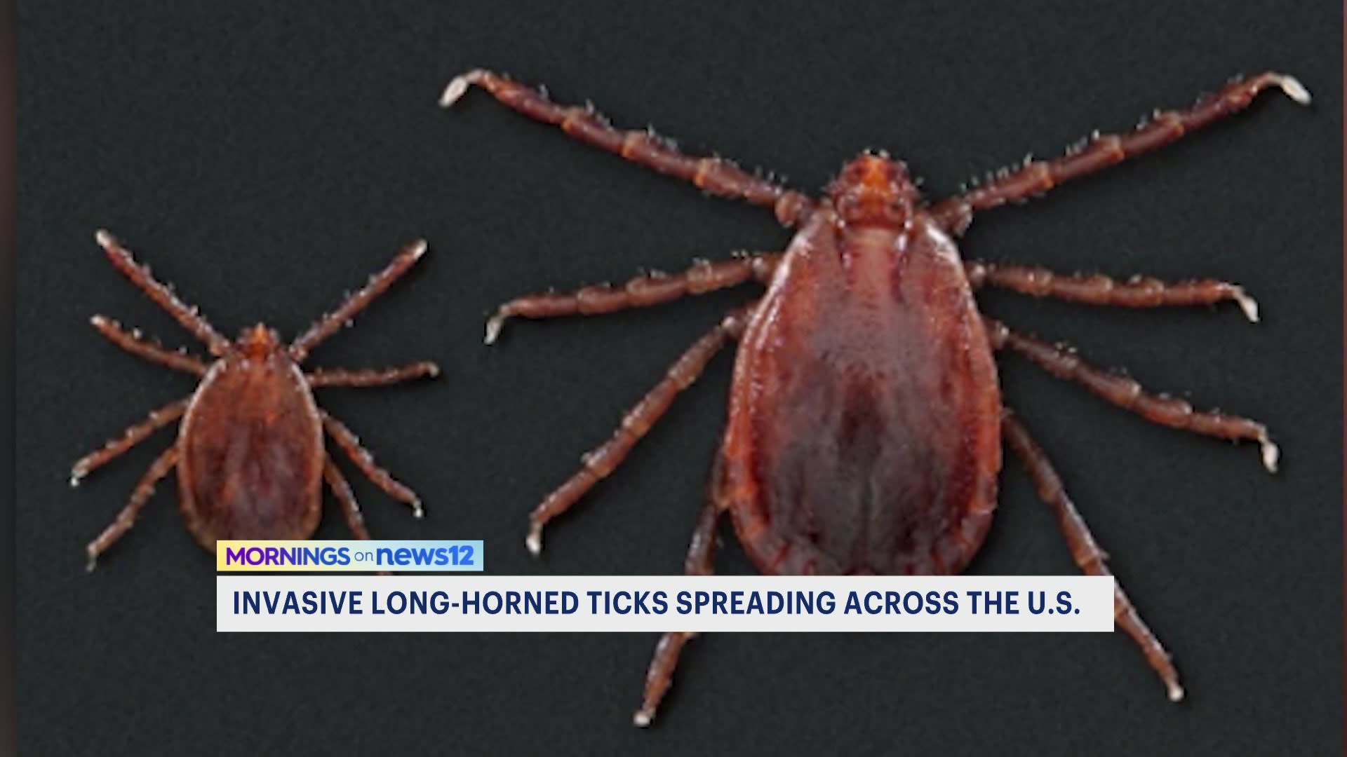 Researchers: Invasive longhorned ticks spreading across the US ...