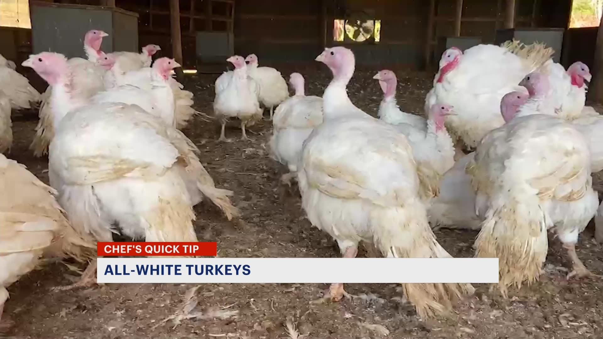 Chef's Quick Tips: First all-white turkey bred in Connecticut