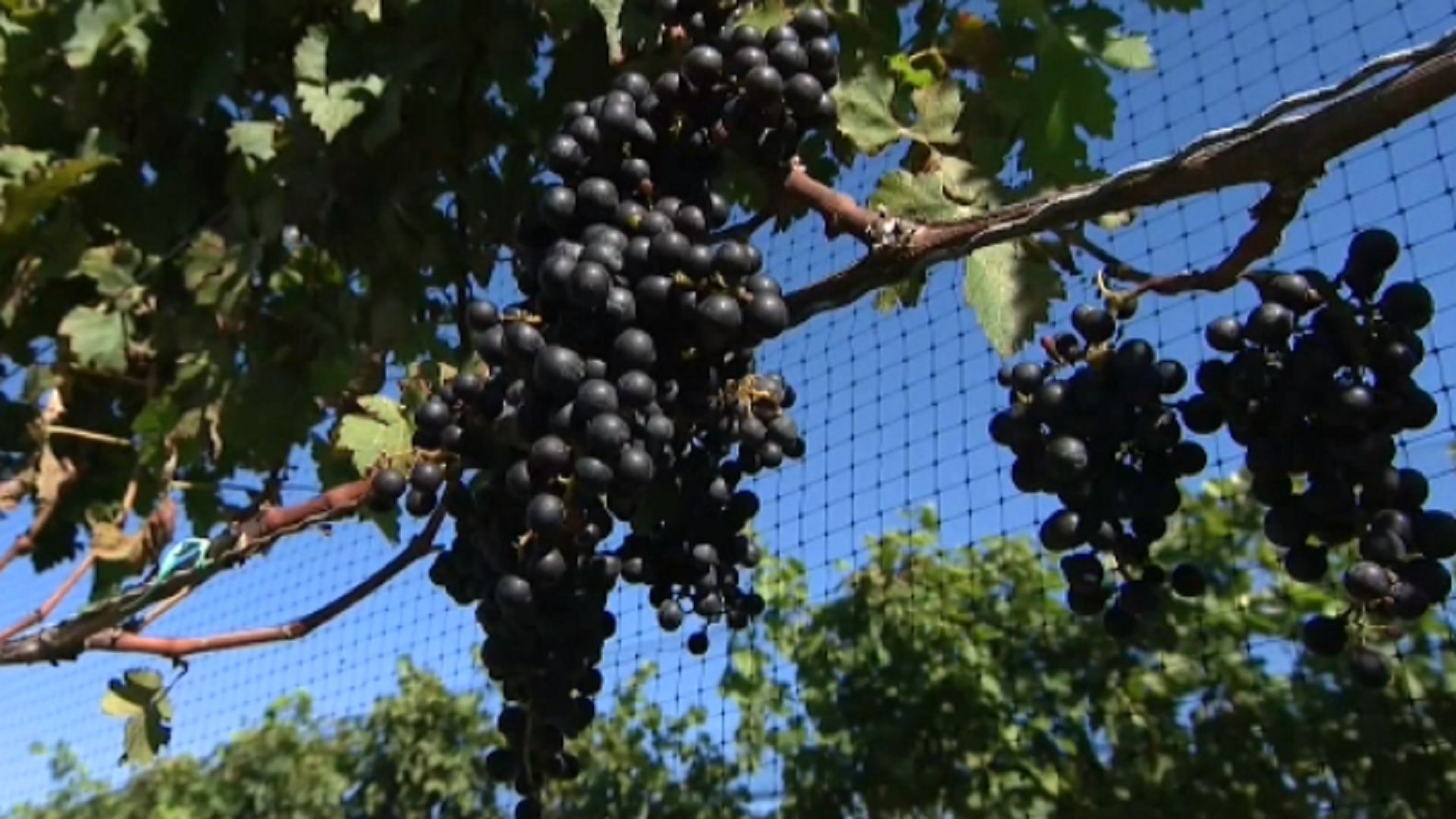 Pindar Vineyards: East End winery produces award-winning libations for ...