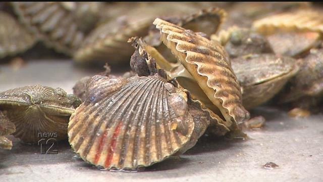 Scientists: Parasite killing off scallops in the Peconic Bay