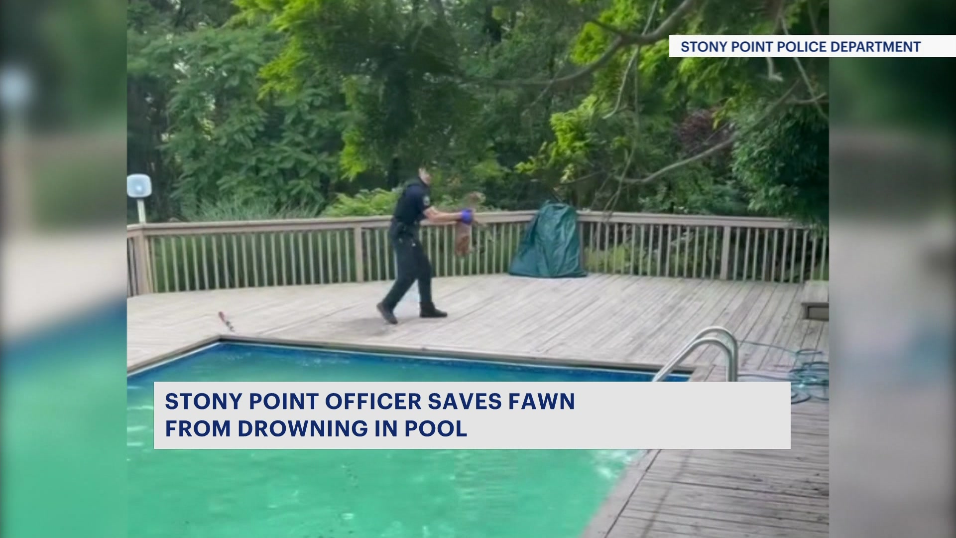 Stony Point officer rescues baby deer from backyard pool