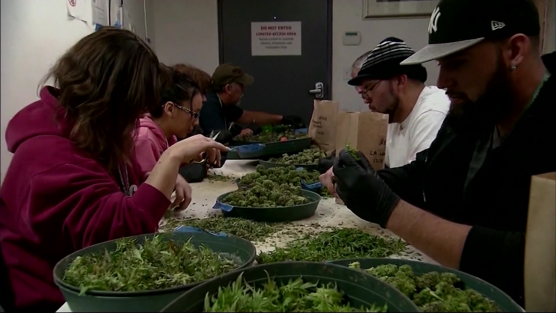 News 12 | Bronx | Nys Office Of Cannabis Management Announces Doubling ...