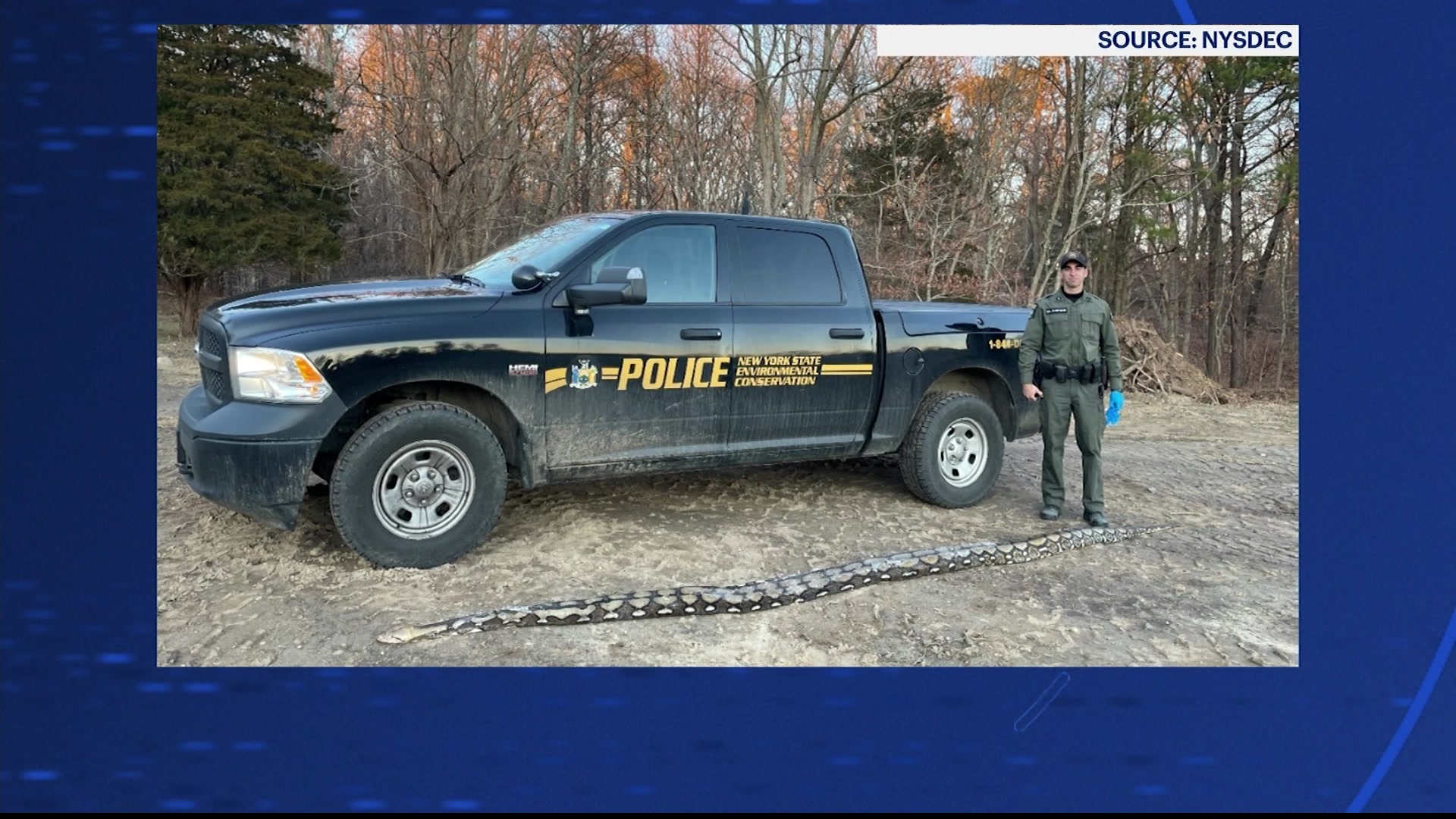State DEC releases photo of 14-foot python found in Medford