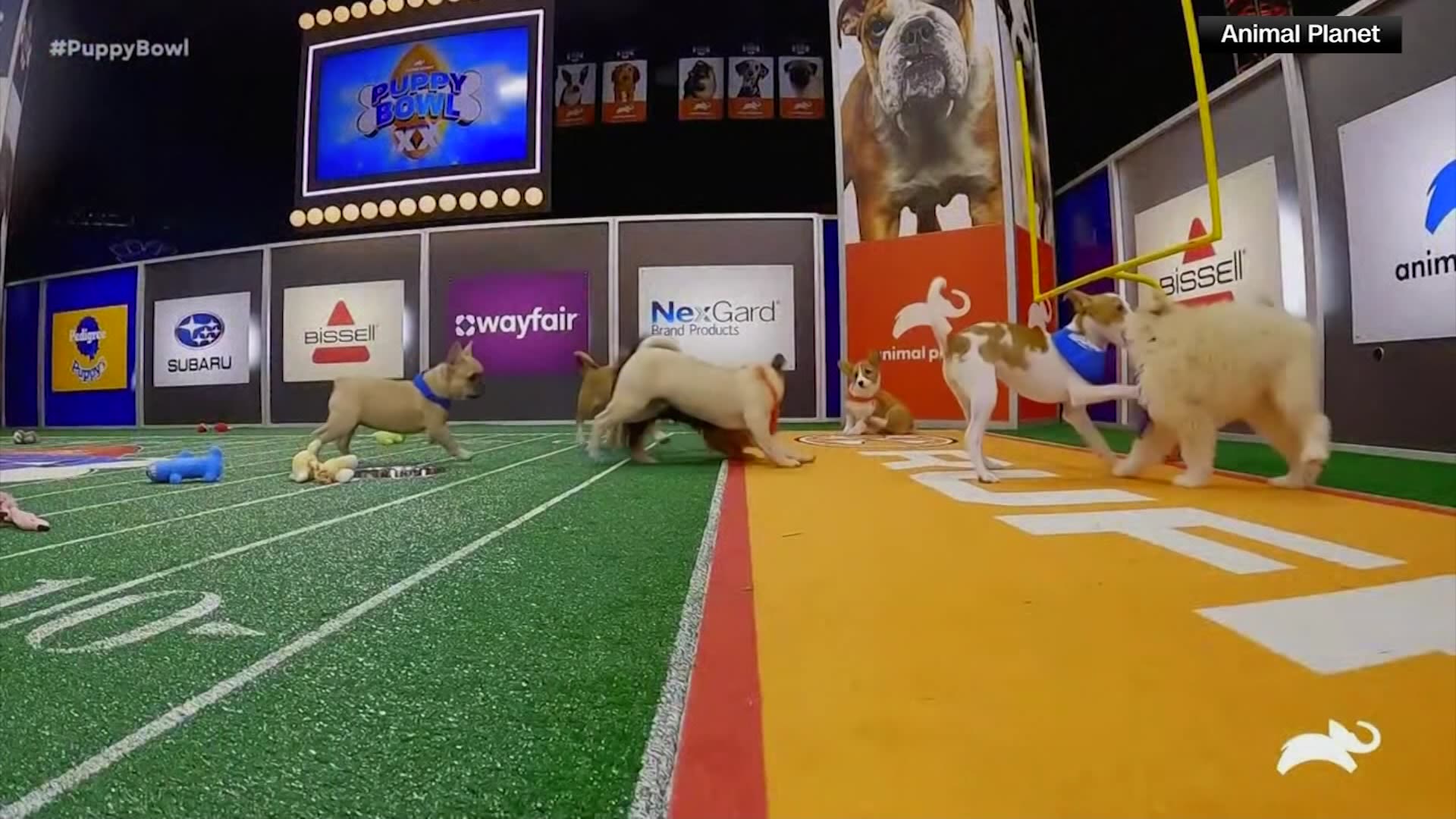 Team Ruff takes victory at 20th annual Puppy Bowl; 2 pups represent ...