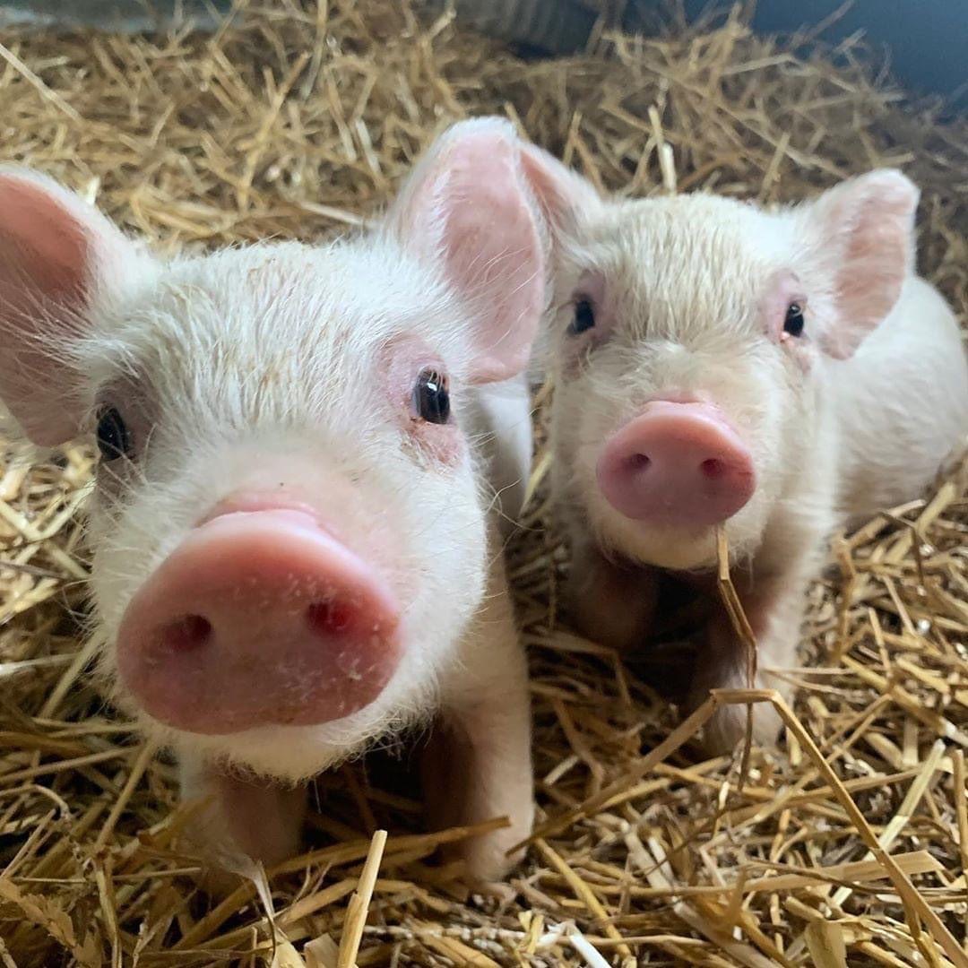News 12 | Westchester | Sick Elderly Farm Animals Feel The Effects Of ...