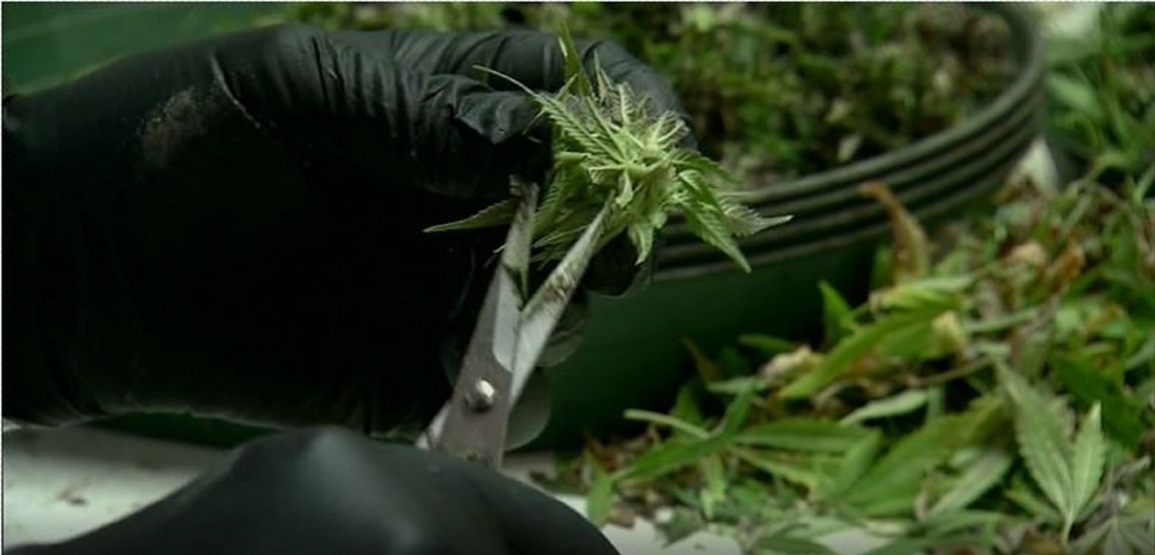 News 12 | Long Island | Advocate Seeking Broader Definition Of Drugged ...