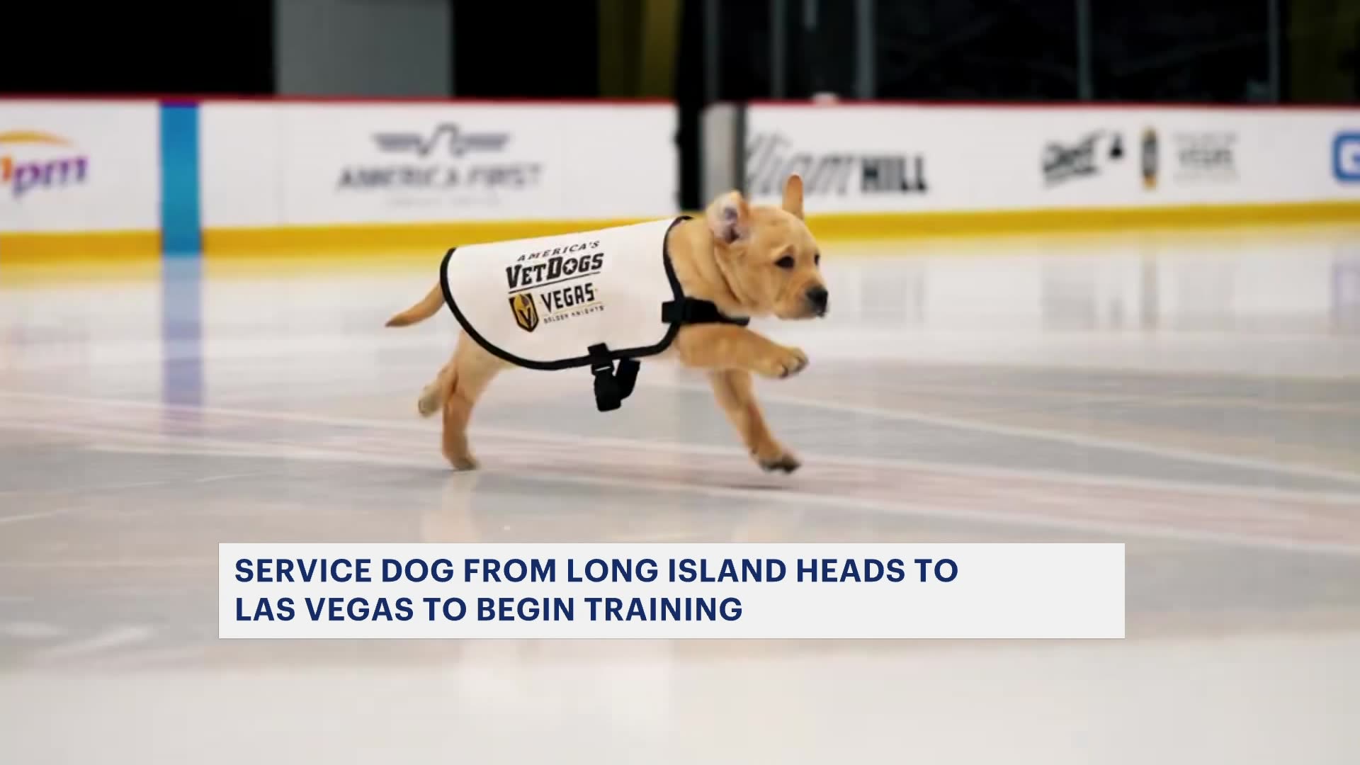 LI puppy trains with NHL to become future service animal