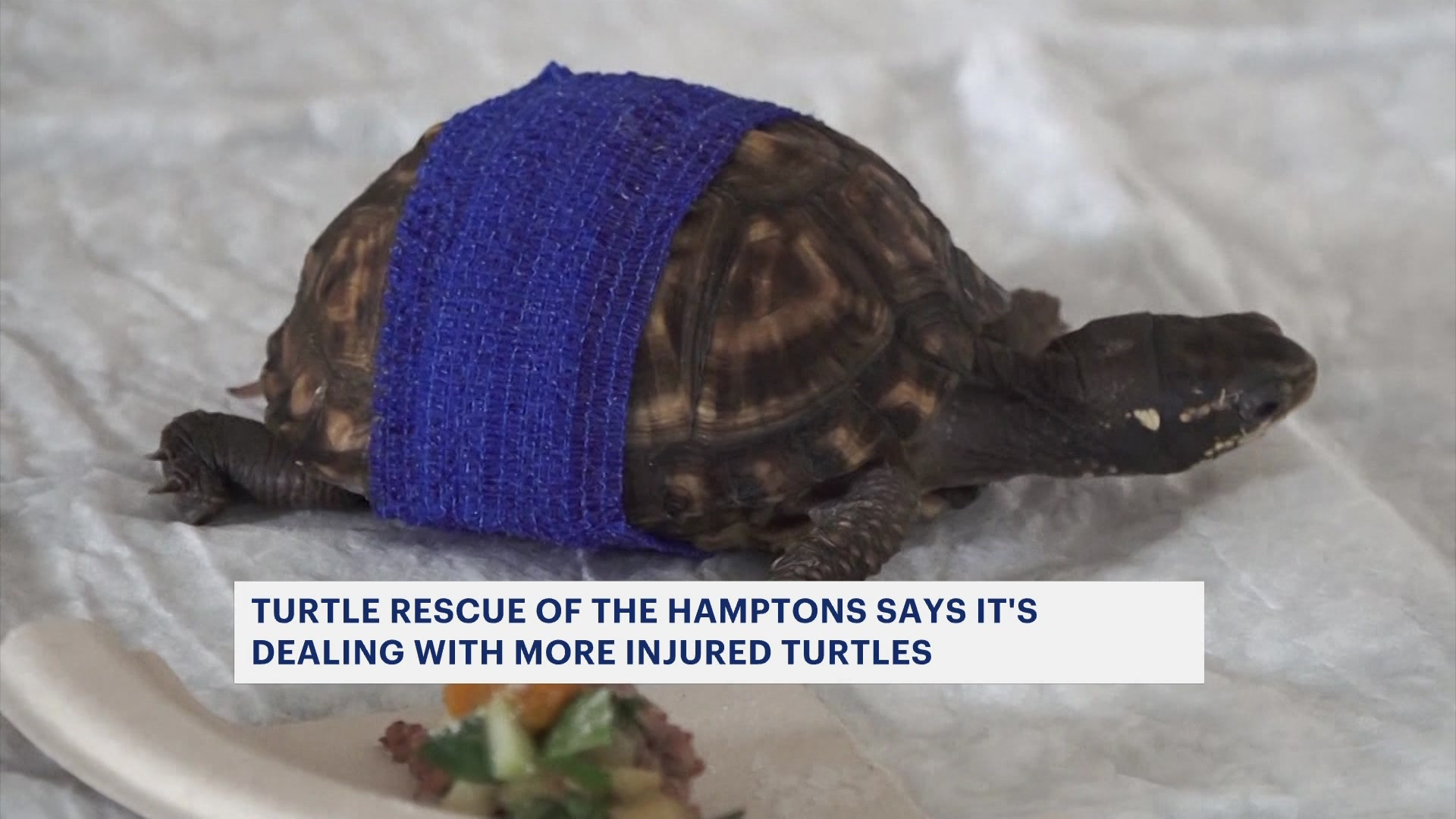 Turtle Rescue of Hamptons: More wild turtles being hurt than in ...