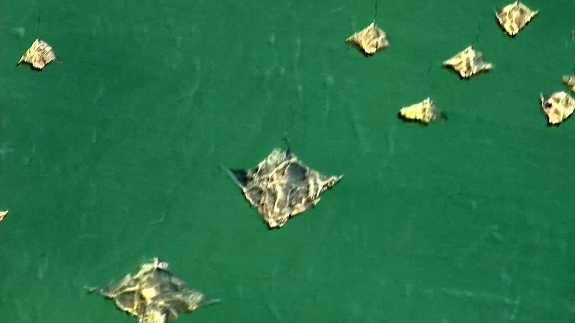Stingrays spotted near Ocean Beach on Fire Island
